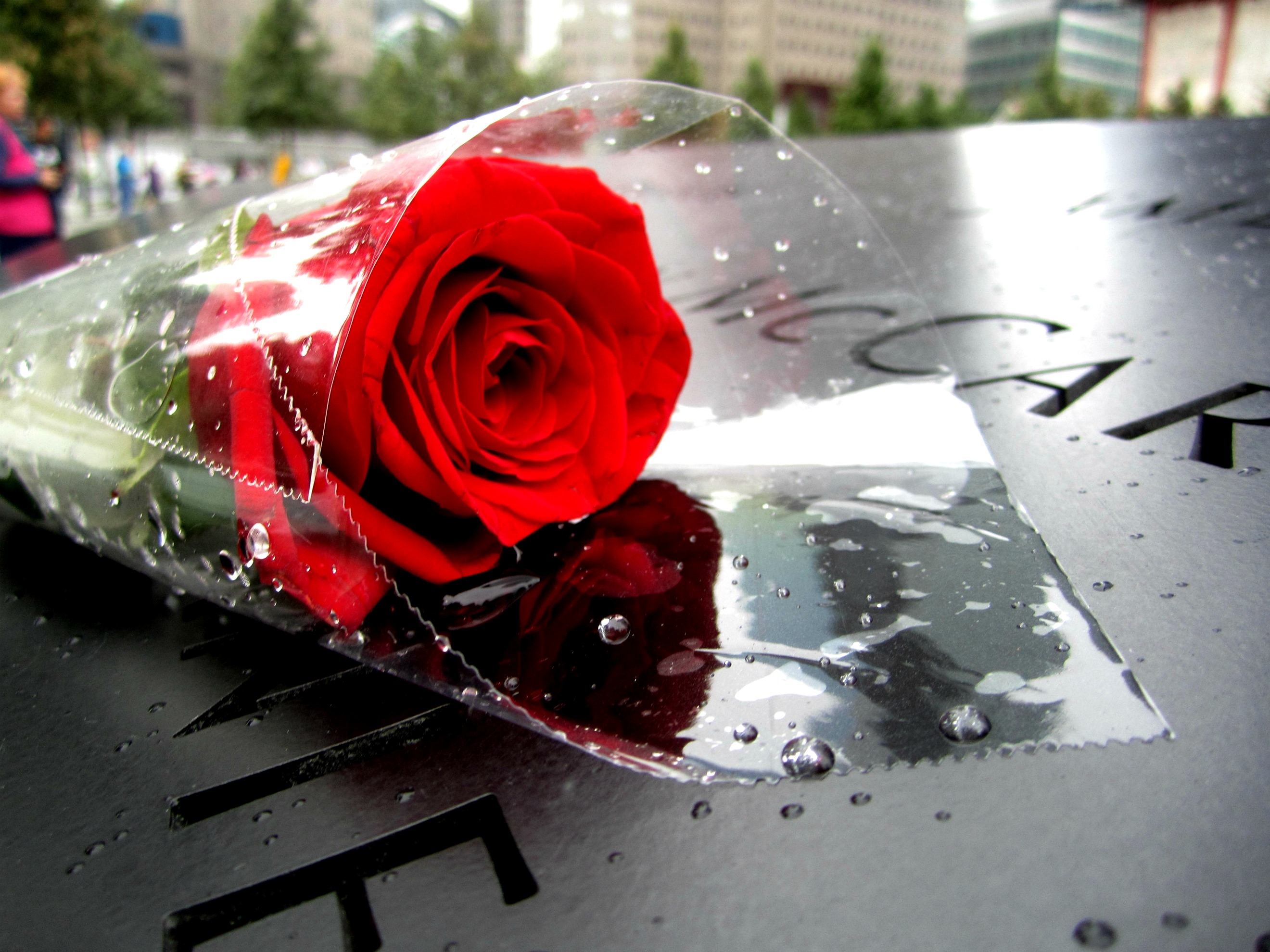 Rose Of Memories National September 11 Memorial Museum Rose Of Memories National September 11 Memorial Museum