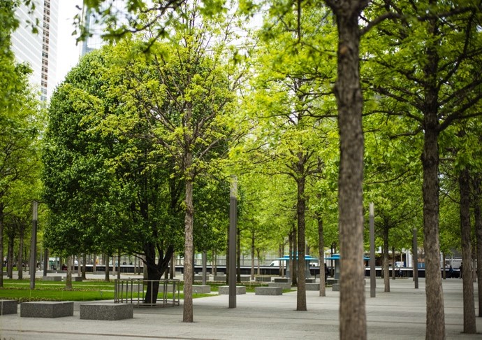 Survivor Tree Exploration | National September 11 Memorial & Museum