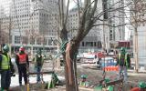 The Survivor Tree | National September 11 Memorial & Museum