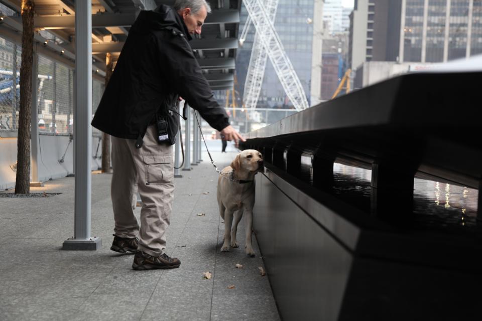 Playful Lab Failed as Guide Dog, Masters Bomb Detection | National ...