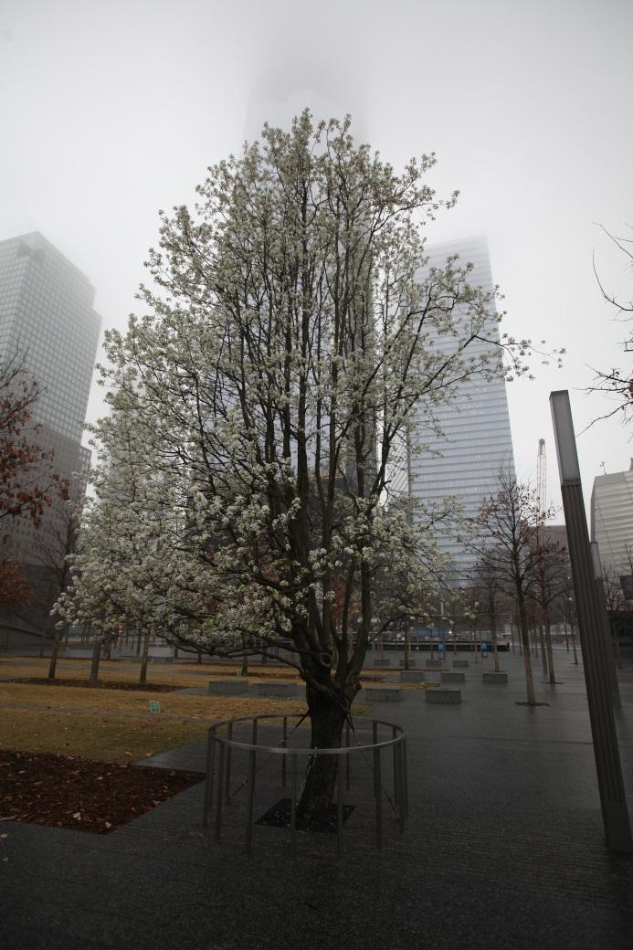 The Lens: Viewing the 9/11 Memorial | National September 11 Memorial ...