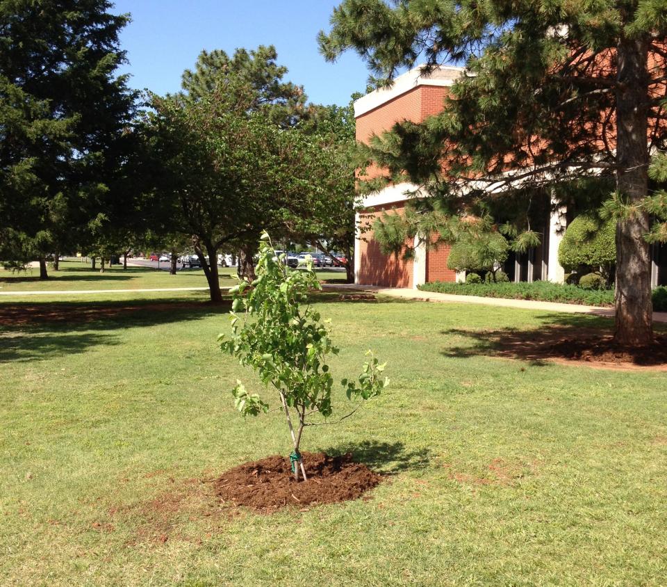 Survivor Tree Seedlings Link NYC, OKC | National September 11 Memorial ...